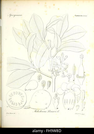 A botanical work featuring illustrations and descriptions of plant ...