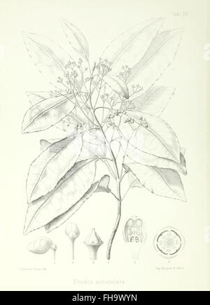 Illustrationes florae insularum Maris Pacifici (15751237790 Stock Photo ...