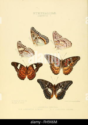 Illustrations of new species of exotic butterflies Siderone Stock Photo ...