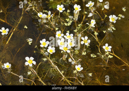 White water buttercup Stock Photo - Alamy