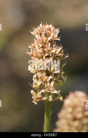 Swamp Pink, Helonias bullata, plant suitable for wet habitats - swamps ...