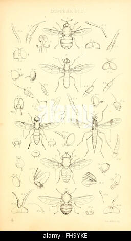 Insecta Britanica - Diptera - by Francis Walker (1855 Stock Photo - Alamy