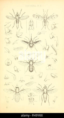 Insecta Britanica - Diptera - by Francis Walker Stock Photo - Alamy