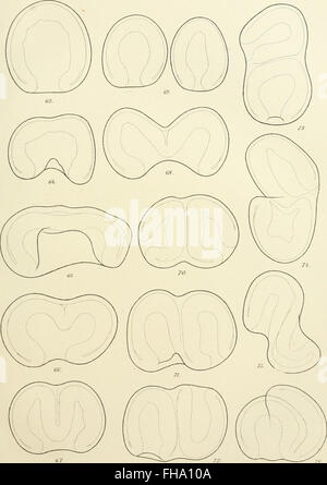 A study from 1893 focusing on the enteropneusts (acorn worms) found in ...