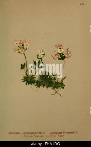 An atlas showcasing the flora of the Alps, featuring detailed images ...