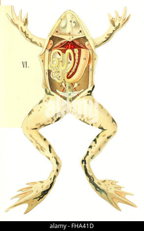 Anatomy, Dissection, Field Museum Library, Frogs, Laboratory Animals ...