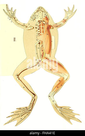 A French work focused on the anatomy and structure of the horse's hoof ...