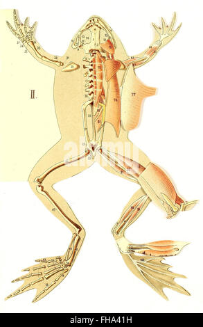 Anatomy, Dissection, Field Museum Library, Frogs, Laboratory Animals ...