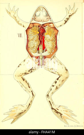 An anatomical study of frogs, focusing on detailed diagrams and ...