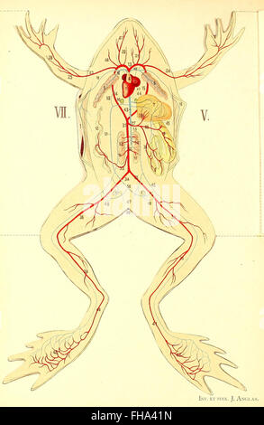 A detailed study of frog anatomy and dissection techniques used in ...