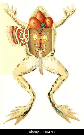 Les animaux de laboratoire La grenouille (Anatomie et dissection ...