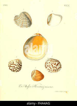 A comprehensive collection of illustrations depicting the shells of ...