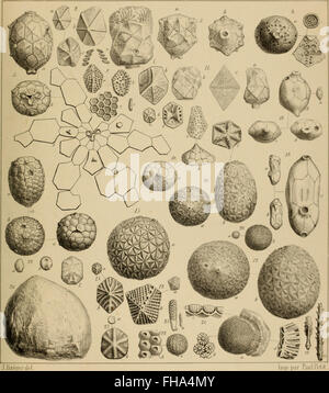 A paleontological work from 1852 focused on the fossils and prehistoric ...
