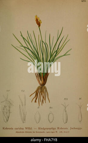 A detailed botanical atlas of the Alpine flora, featuring mountain ...