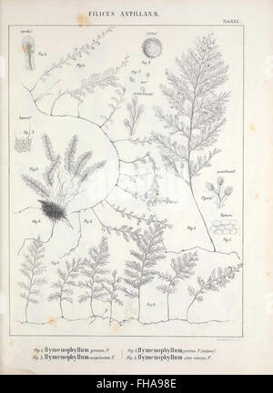 A detailed study on the fern family, exploring various species ...