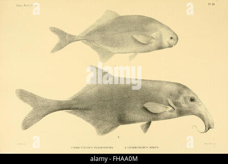Matériaux pour la faune du Congo Stock Photo - Alamy