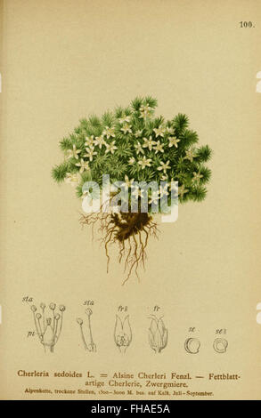 A botanical atlas showcasing the flora of the Alps, featuring ...