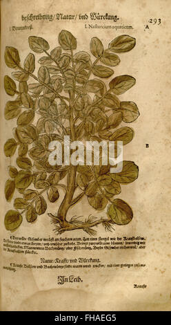 An early work by Dioscorides Pedanius focusing on medicinal plants ...