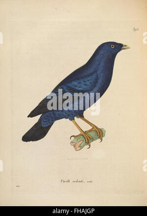 A new collection of hand-colored illustrations of birds, offering ...