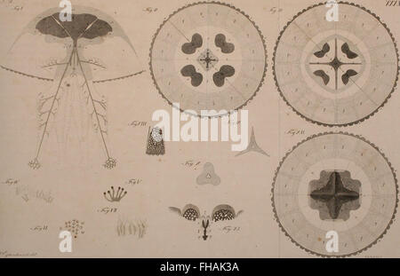 The 'Nova Acta Physico-Medica' (1820) is a scientific journal that ...