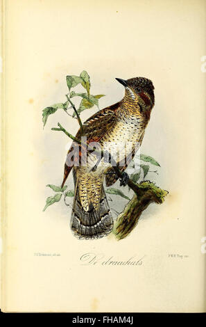Onze Vogels in Huis en Tuin: A study of birds commonly found in ...