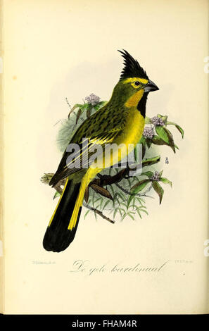 A Dutch work on domestic and garden birds titled 'Onze vogels in huis ...