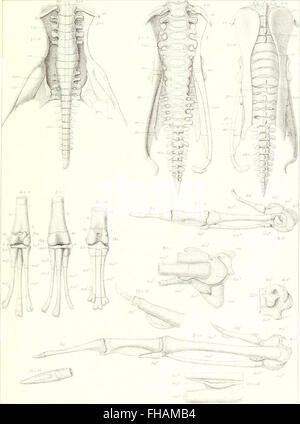 On the morphology of the duck and the auk tribes . ib.