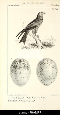 'Ornithologie' is a detailed work on ornithology, presenting a ...