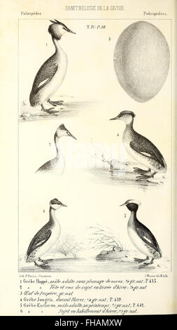 A comprehensive ornithological work detailing the classification of ...