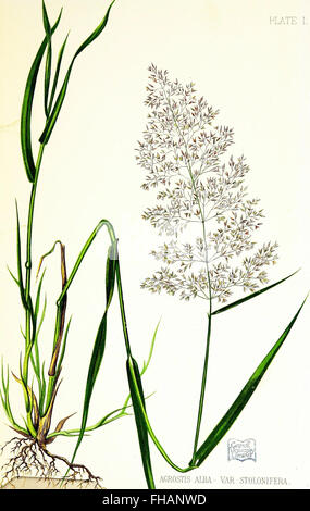 Permanent and Temporary Pastures (1891), an agricultural reference on ...