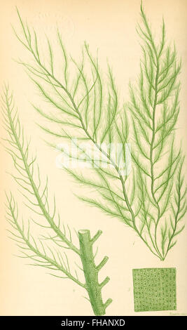 A detailed history of British seaweeds, with illustrations ...
