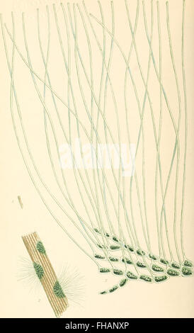 A detailed history and classification of British seaweeds, featuring ...