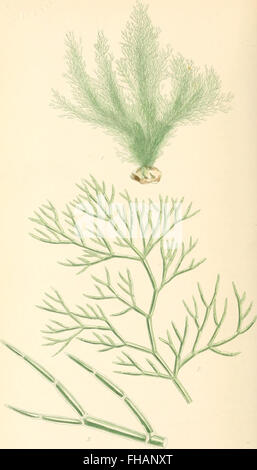 A detailed history of British seaweeds, with illustrations ...