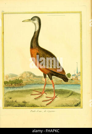 A collection of illuminated plates showcasing various animals ...