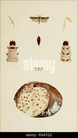 A 1891 guide on the destructive insects of Victoria, Australia, with ...