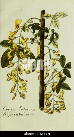 An 18th-century botanical work featuring illustrations of Asian plants ...