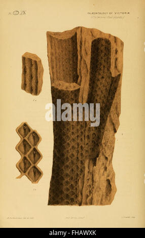 An early work detailing the paleontology of Victoria, Australia ...