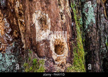 Several holes in tree trunk hammered by woodpecker looking for grubs in ...