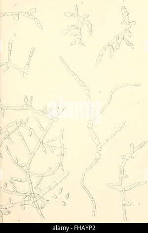 Redia, Journal, 1905, Biological Research, Scientific Journal, Zoology ...