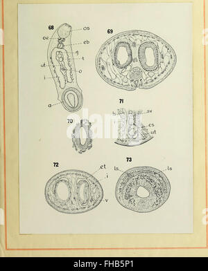 Studies on North American Polystomidae, Aspidogastridae, and ...
