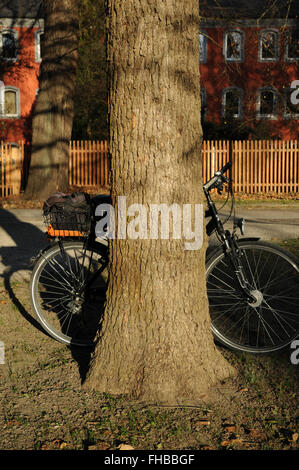 turkish hazel (Corylus colurna), trunk Stock Photo - Alamy