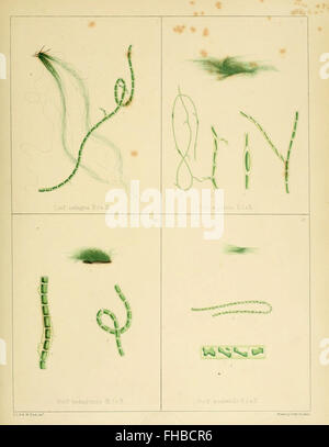 A botanical survey conducted during the Antarctic expedition of the HMS ...