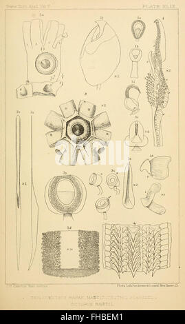 Atlantic Coast Atlantic Coast (North America) Cephalopoda Giant squids ...