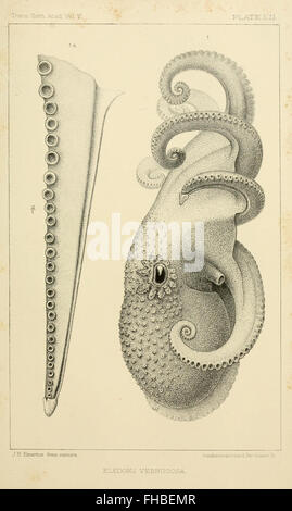 Atlantic Coast Atlantic Coast (North America) Cephalopoda Giant squids ...