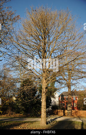 Corylus colurna, Turkish hazel, trunk Stock Photo - Alamy