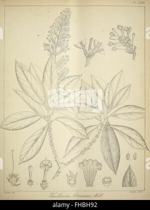 The flora sylvatica for southern India, Botany, India, Pictorial works ...
