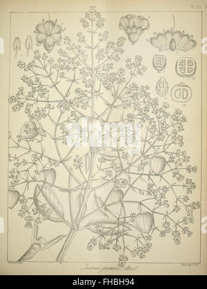 The Flora Sylvatica for Southern India, Botany, India, Pictorial Works ...