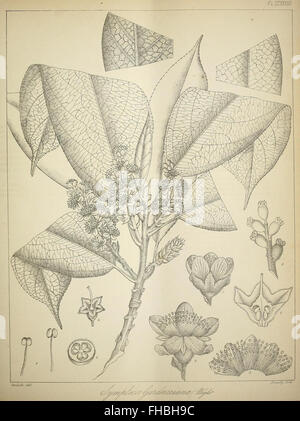 The flora sylvatica for southern India, Botany India Pictorial works ...