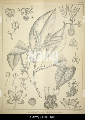 The flora sylvatica for southern India, Botany India, Pictorial works ...