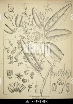 The flora sylvatica for southern India, Botany India Pictorial works ...